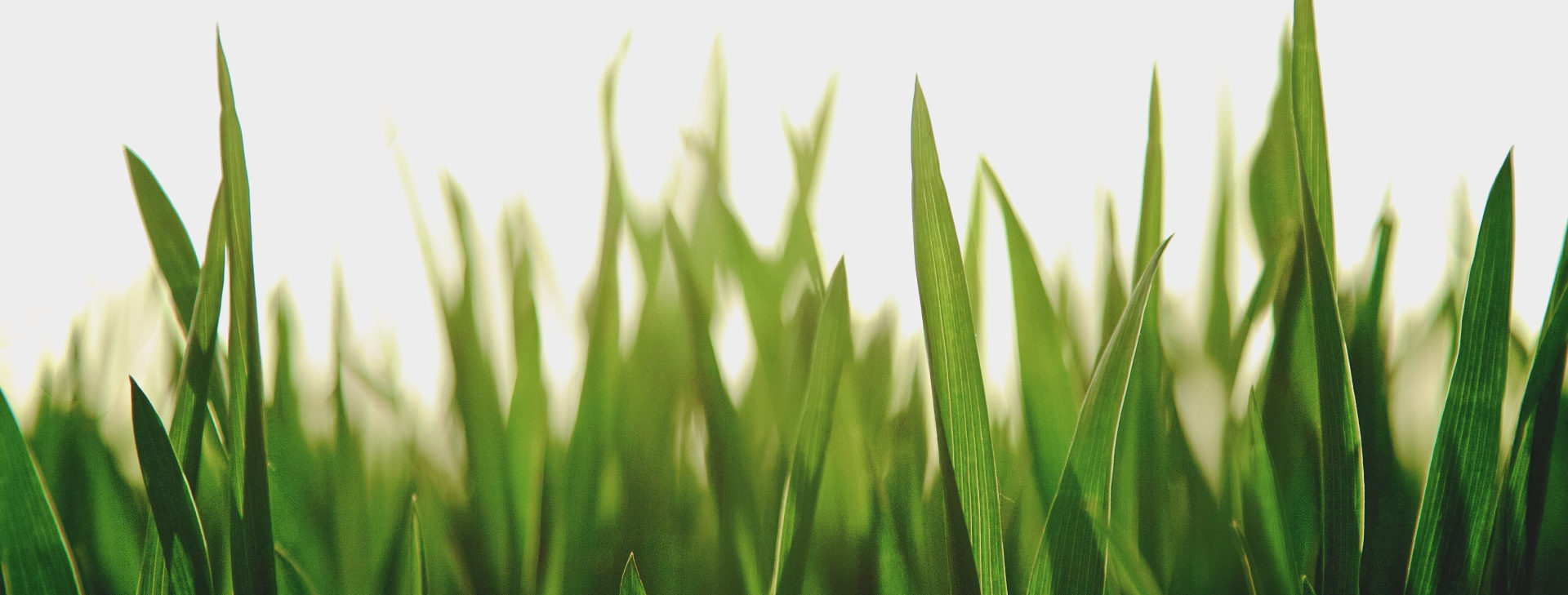 Lets talk about making your lawn beautiful